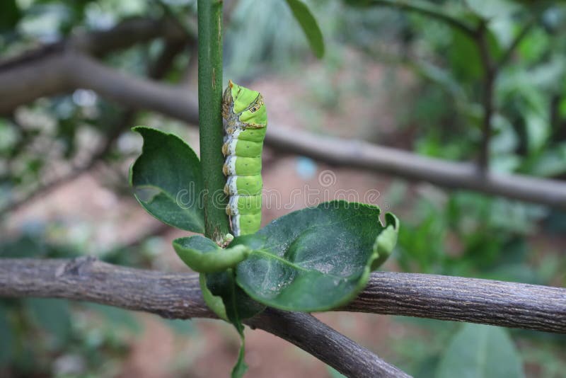 Worm is the Large Caterpillar. Red Mopane Worms on Ground Stock Photo ...