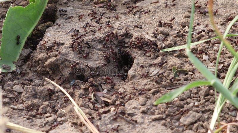 A Large Group of Thousands of Ants Engaged in Getting Out Inside the ...