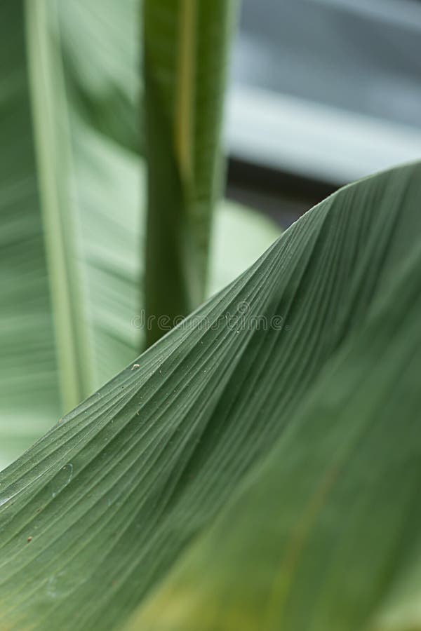 Close Up of Large Growing Leaves Showing Patterns and Texture Stock ...