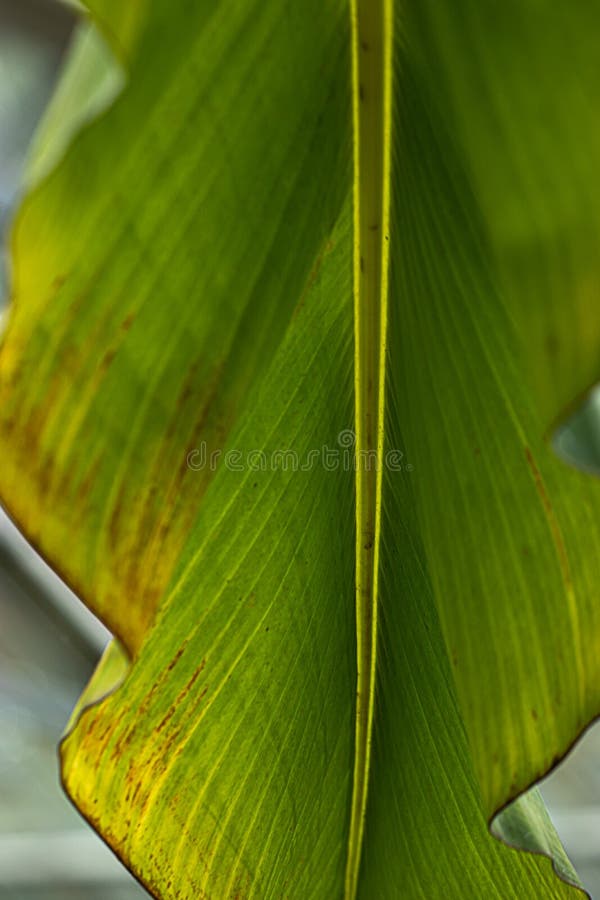 Close Up Texture of Slimy Slug Skin Stock Image - Image of mucus, giant ...