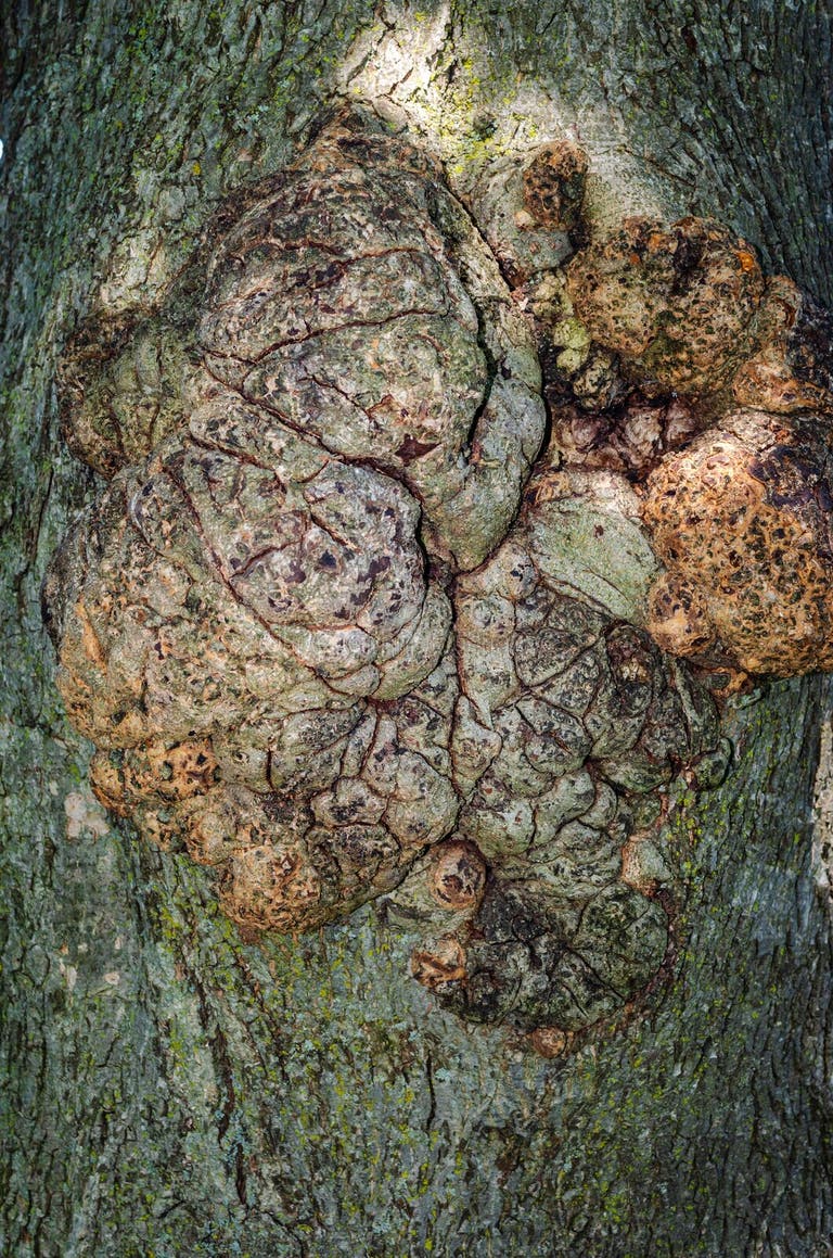 Large Tree Burl Table Stock Photos - Free & Royalty-Free Stock Photos ...