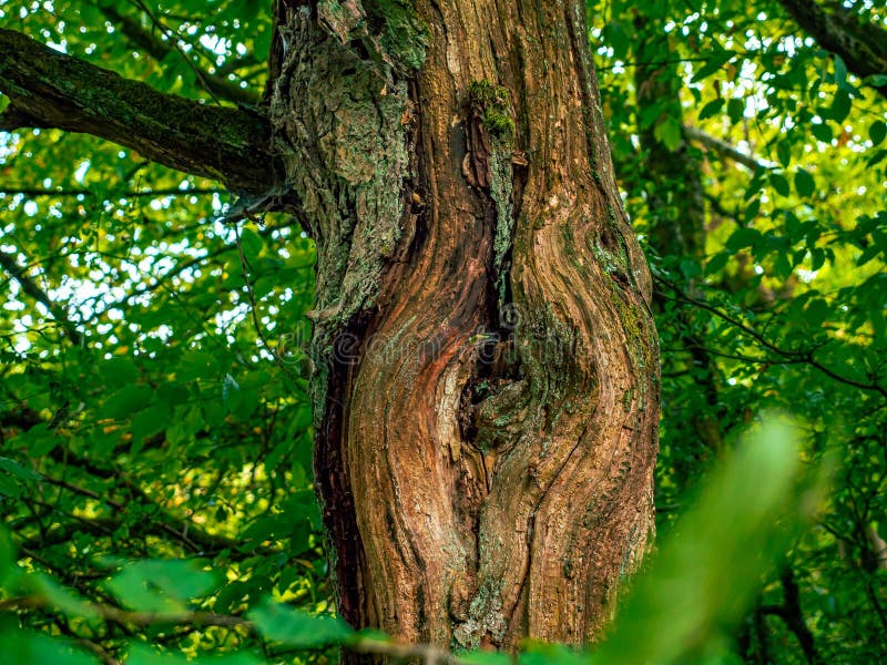 A Close-up of a Large Knothole on the Tree Stock Photo - Image of ...