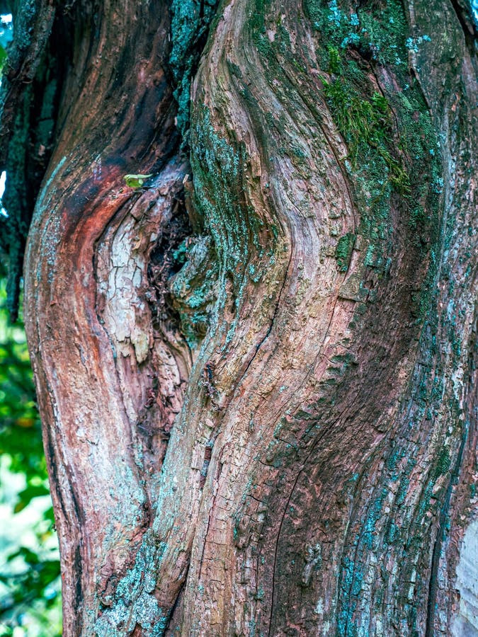 A Close-up of a Large Knothole on the Tree Stock Photo - Image of ...