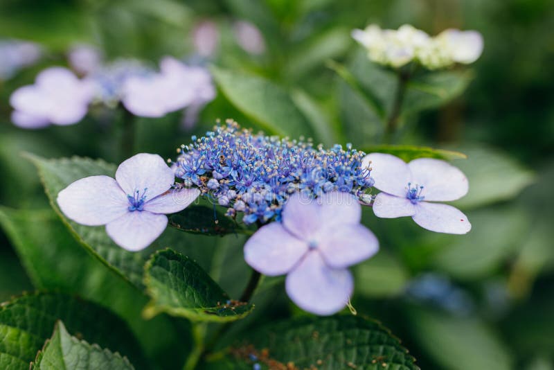 Close-up of Large-leaved Hydrangia (Hydrangea Macrophylla) Flowers in a ...