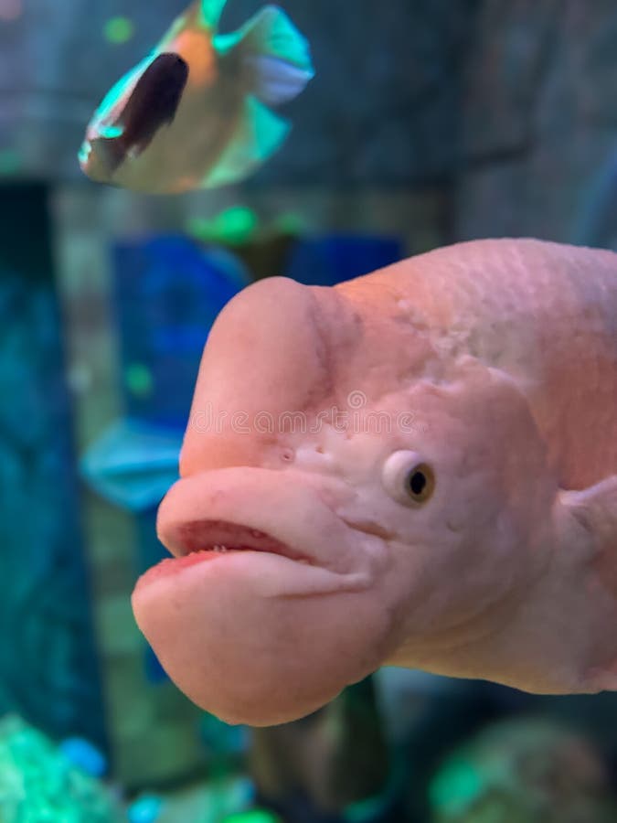 Pink fish anthias stock image. Image of flat, landscape - 60564951