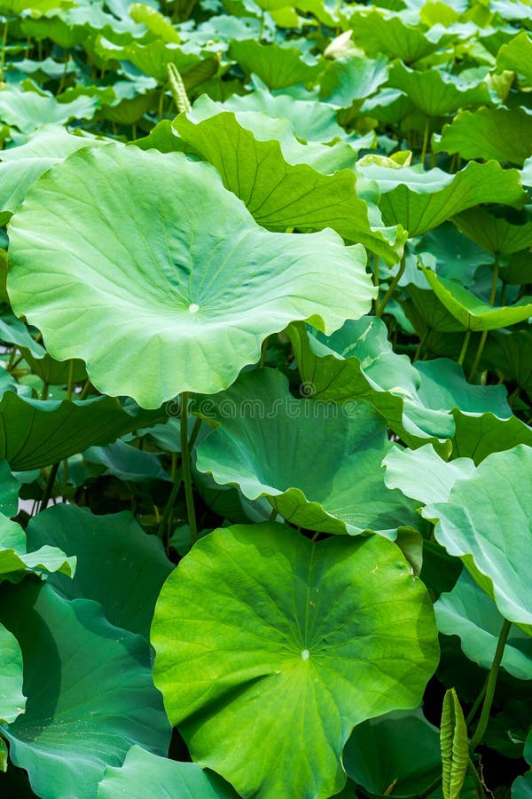 Close-up of a Large Lotus Leaf in the Pond Stock Image - Image of ...