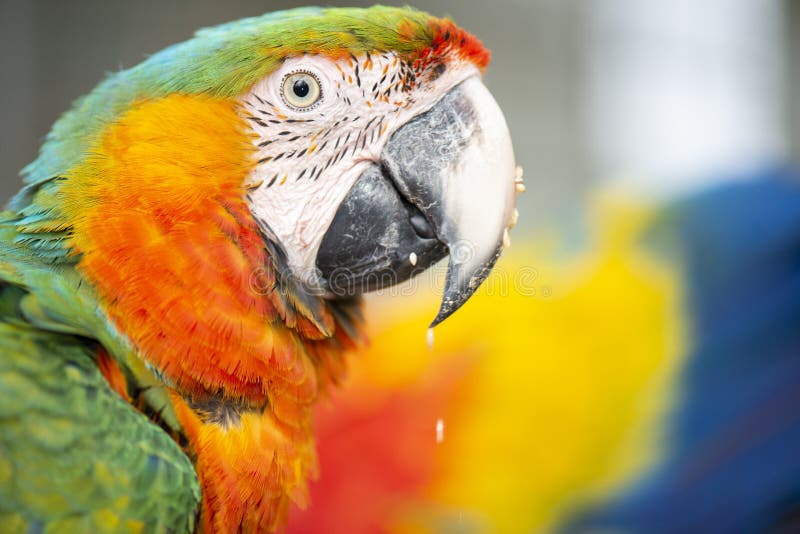 Close Up of the Macaw Bird. Stock Photo - Image of macaw, colorful ...