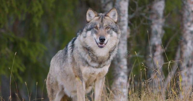 Close-up of Large Male Grey Wolf in the Forest Standing and Walk Away ...