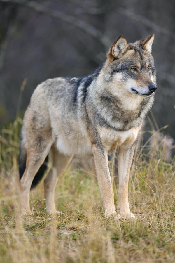 Close-up of Large Male Grey Wolf Standing in the Forest Stock Photo ...