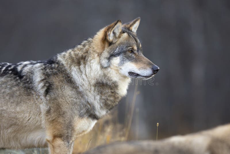 Close-up of Large Male Grey Wolf Standing on a Rock in the Forest Stock ...