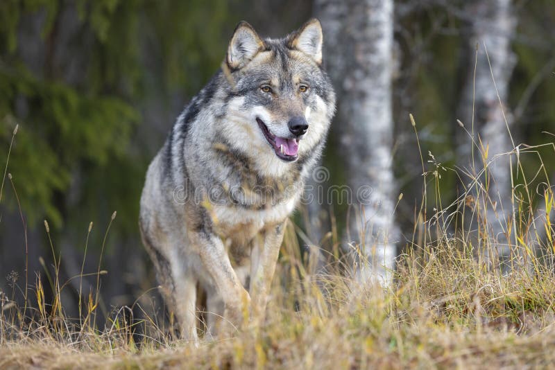 Close-up of Large Male Grey Wolf Walking on a Hill in the Forest Stock ...