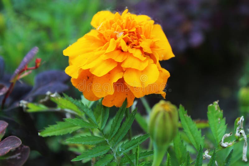 Close-up of a Large Marigold Flower Side View. Summer Flowers Stock ...