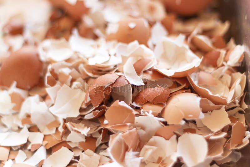 Close Up the Large Number of Egg Shells Stock Photo - Image of small ...