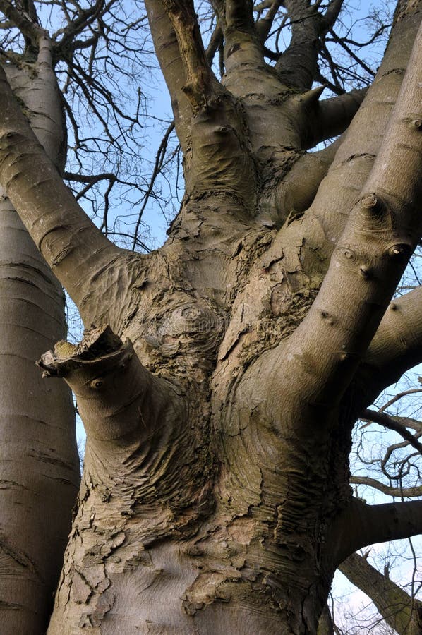 Close Up of a Large Old Beech Tree Trunk with Branches and Twigs ...