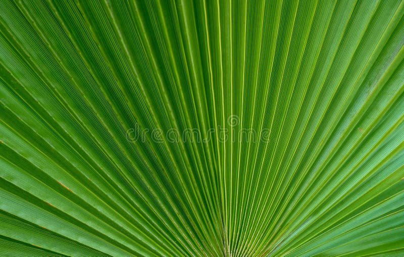 Close-up of Large Palm Leaf 1 Stock Image - Image of wallpaper, design ...