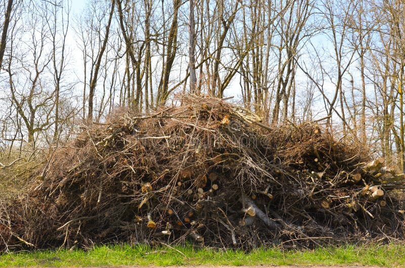 Close Up of Large Pile of Sticks Branches. a Bundle of Dry Sticks and ...