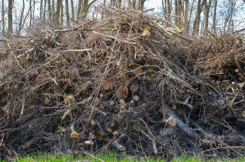Close Up of Large Pile of Sticks Branches. a Bundle of Dry Sticks and ...