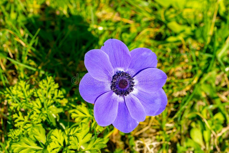 Large purple flower stock image. Image of floral, botanical - 145777767