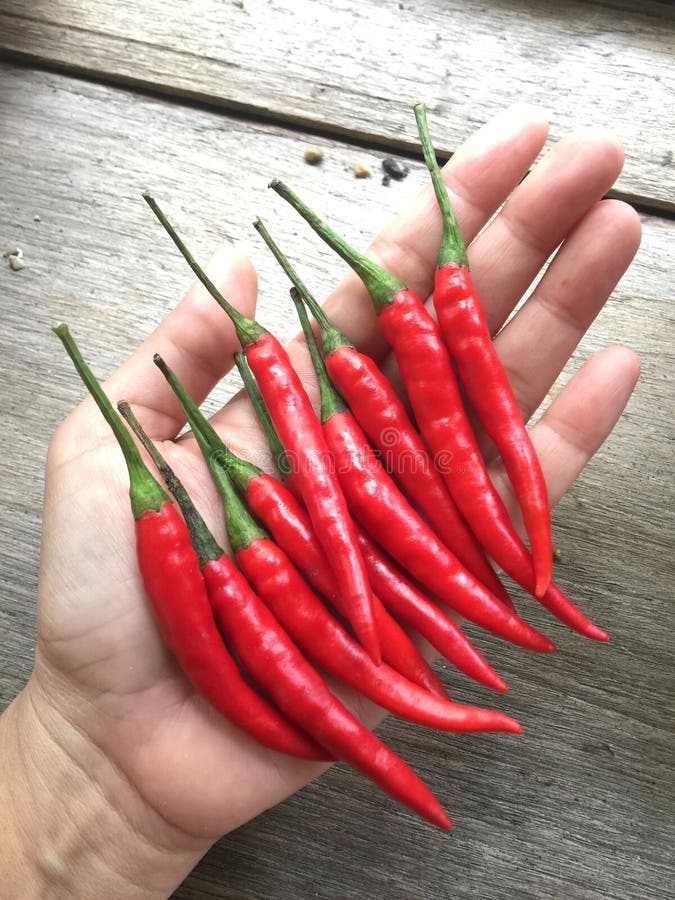 A Large Red Chili is Placed in the Hand. Stock Photo - Image of color ...