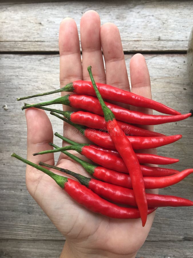 A Large Red Chili is Placed in the Hand. Stock Photo - Image of adult ...