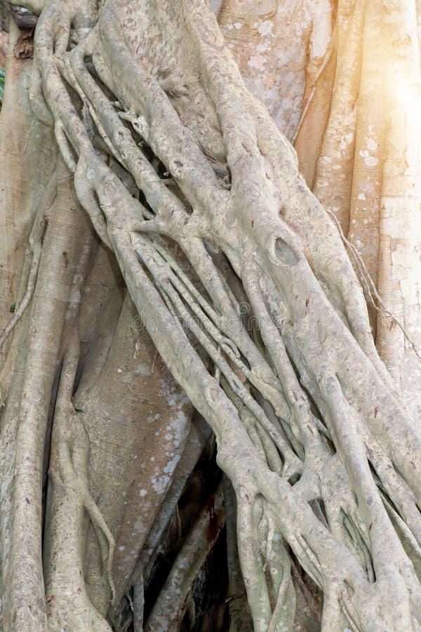 Large Roots in the Natural Forest Stock Photo - Image of branch ...