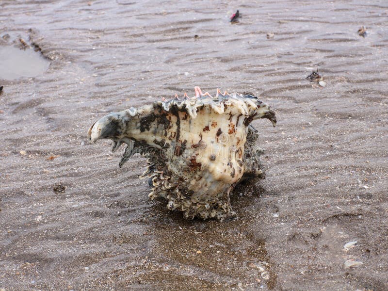 Close Up of a Large Sea Shell with Rough Shell Texture and Blunt Spines ...