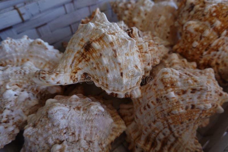 Close-Up of Large Sea Shells in Basket Stock Photo - Image of theme ...