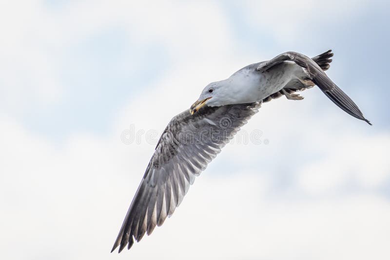 Close Up of Large Seagull Hovering in the Sky Stock Photo - Image of ...