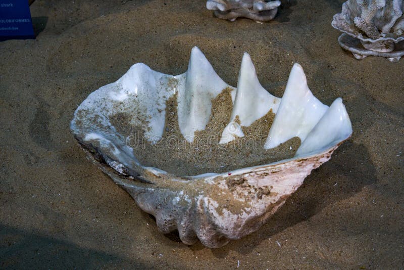 Close-up of a Large Shell on the Beach Editorial Photo - Image of ...