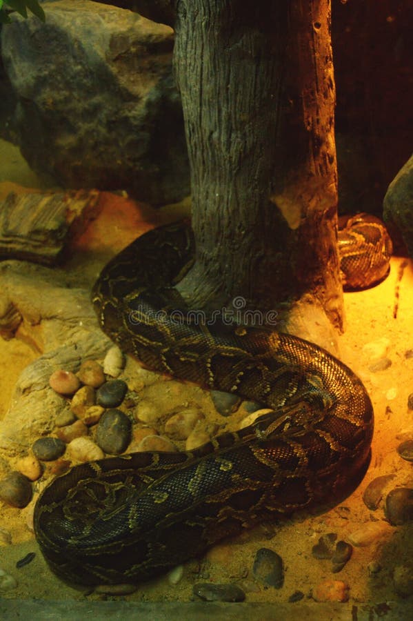 Large snake in the cage stock image. Image of natural - 107266047