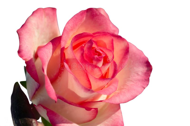 A Large Soft Pink Blossoming Rose on a White Background Stock Photo ...