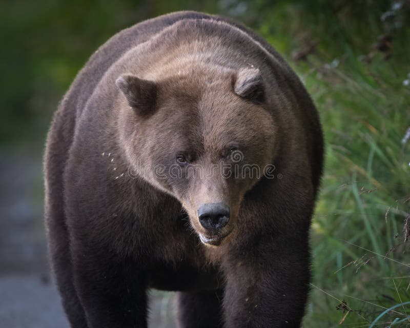 Close Up of a Large Sow Bear Walking Towards the Camera Stock Image ...