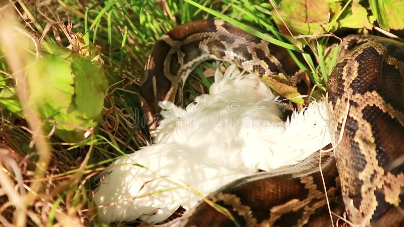 A Large Spotted Snake Python in the Grass, Swallowing Its Prey. Stock ...