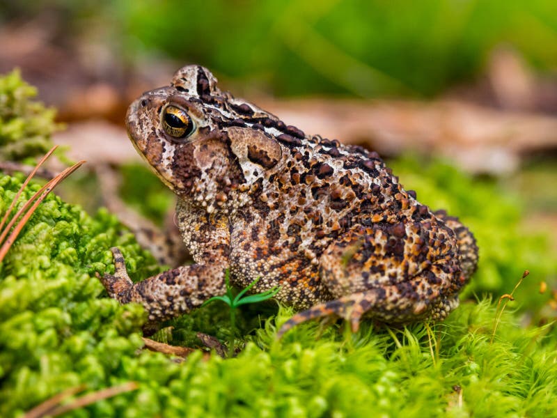 Close Up, Toad on Moss in Forest Stock Photo - Image of foliage ...