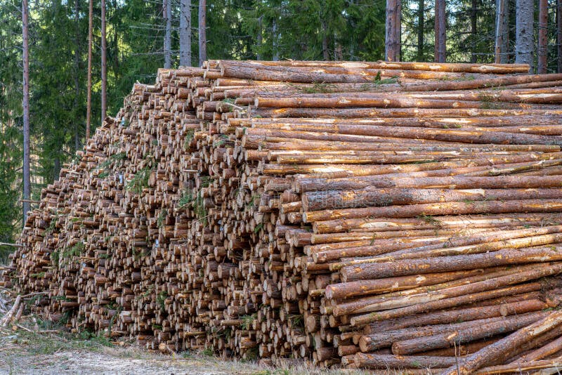 Stack of Pine Tree Wood in Forest Stock Photo - Image of smoke, rural ...