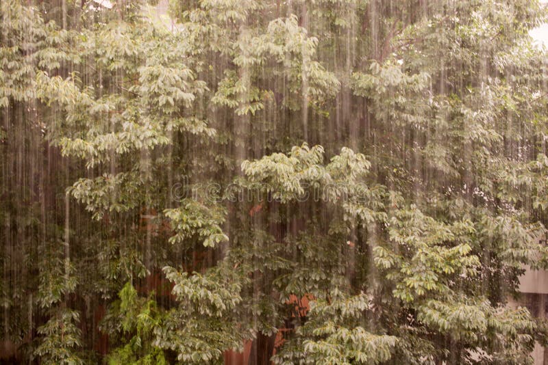 Close Up of Large Tree during Rain Stock Photo - Image of meteorology ...