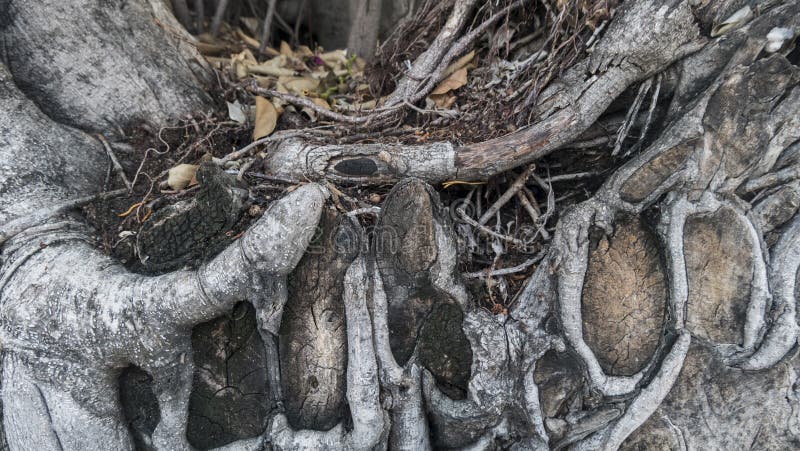 Close-up of Large Tree Roots Stock Photo - Image of bark, background ...