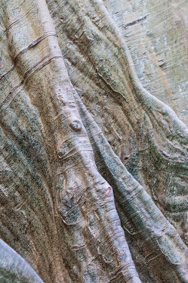 Close-up of a Large Tree Trunk Background Stock Image - Image of height ...