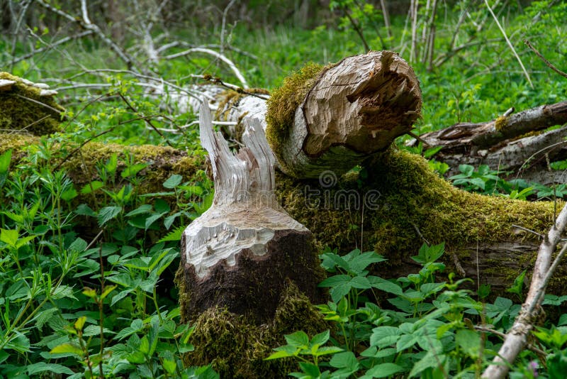 Close-up of Large Tree Trunk Bark Chewed Gnawed by Beavers in the ...