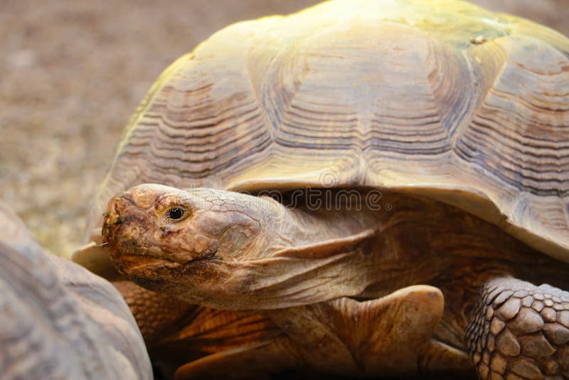 Large Turtle (Megalochelys Gigantea) Stock Photo - Image of ancient ...