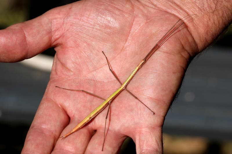 Walking Stick Bug on Man`s Hand Stock Image - Image of phasmatodea ...