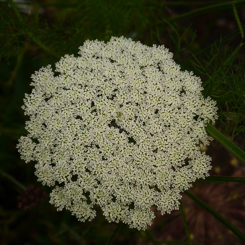 Close Up of White Ammi Flower Stock Photo - Image of delicate ...