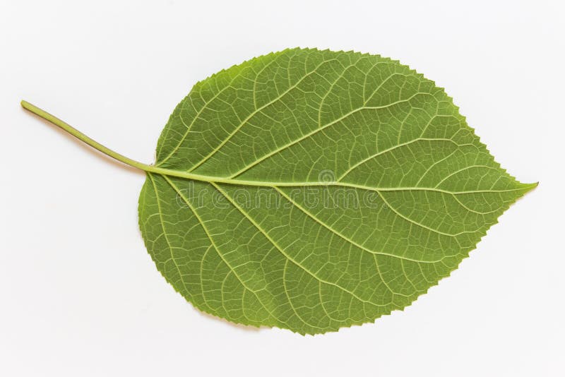 Close Up of Large Wild Leaf Stock Image - Image of ecology, closeup ...