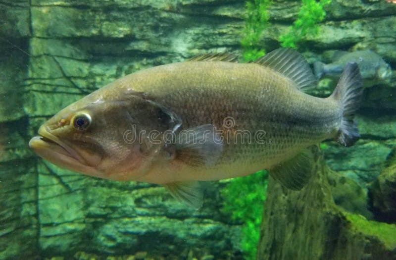 Close Up of a Largemouth Bass Swimming Inside an Aquarium Stock Photo ...