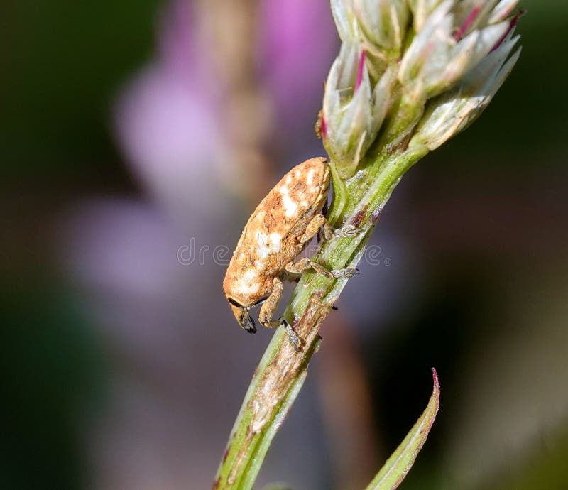 Close-up of a Larinus Insect Perched on a Thin Twig in an Outdoor ...