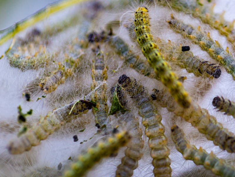 Close Up Larvae or Caterpillars in Webbed Silken Nest of the Fall ...