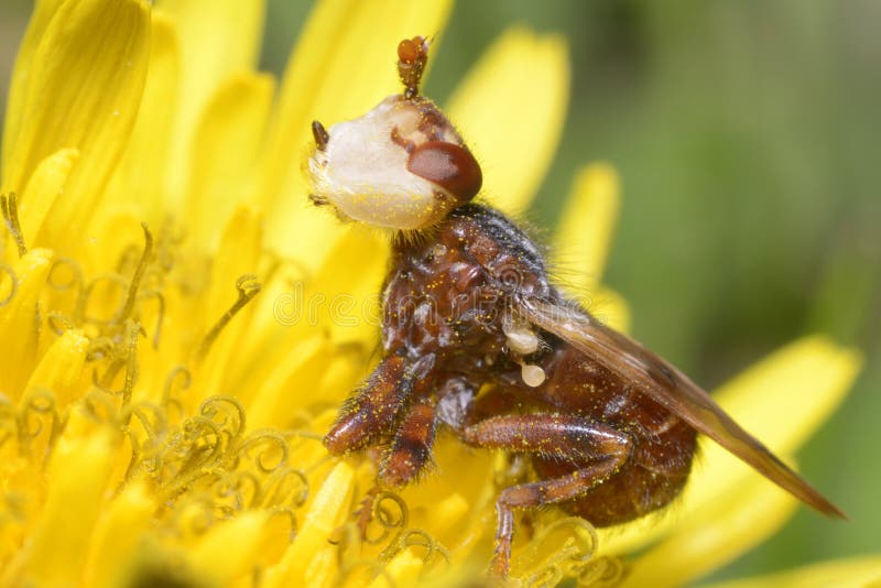 Myopa sp. Conopidae fly stock photo. Image of flower - 46020286