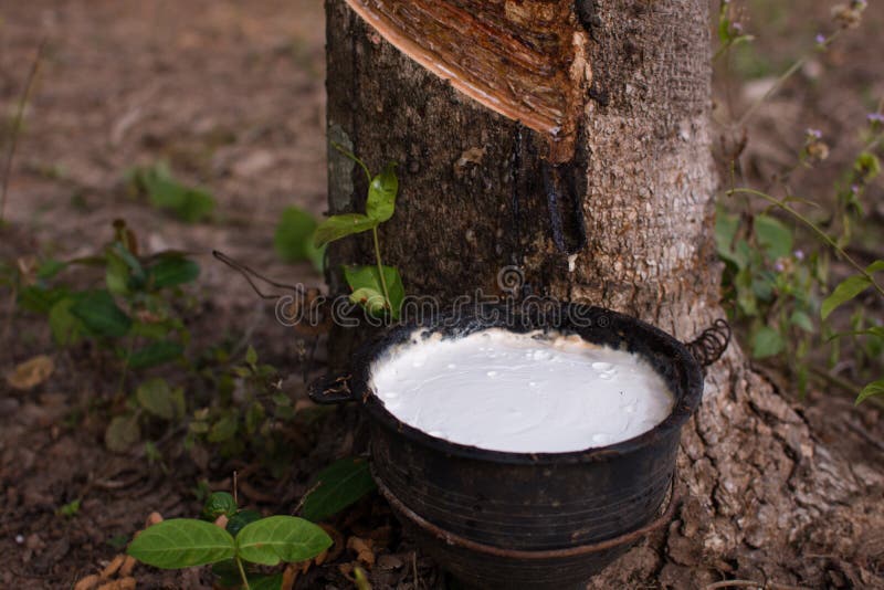 Close Up Latex from Natural Rubber Tree, Hevea. Stock Photo - Image of ...