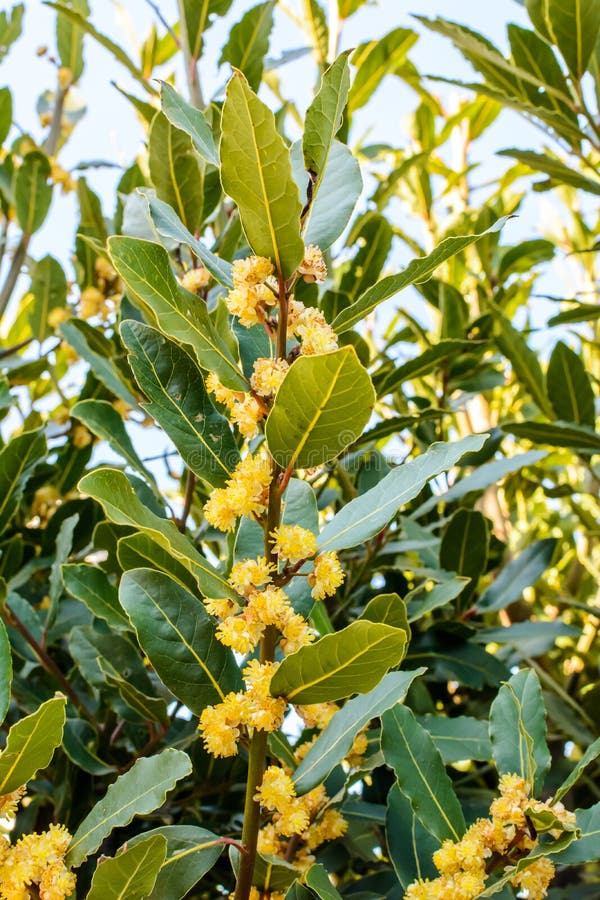 Close Up of Laurel Tree Flowers on Blurred Background Stock Photo ...