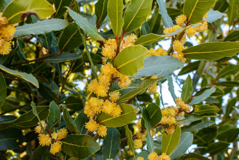Close Up of Laurel Tree Flowers on Blurred Background Stock Photo ...